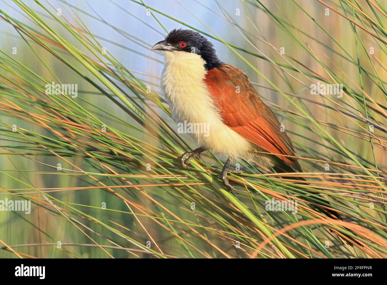Angola Monk Cuckoo (Centropus cupreicaudus) Okavango Delta, Botswana ...