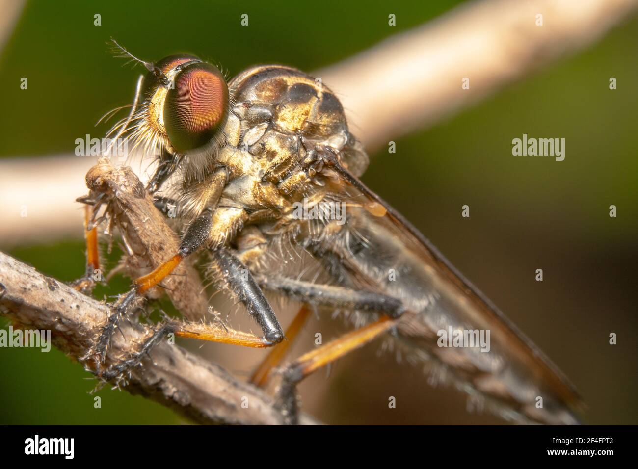 Robber fly with humped back and orange eyes Stock Photo - Alamy