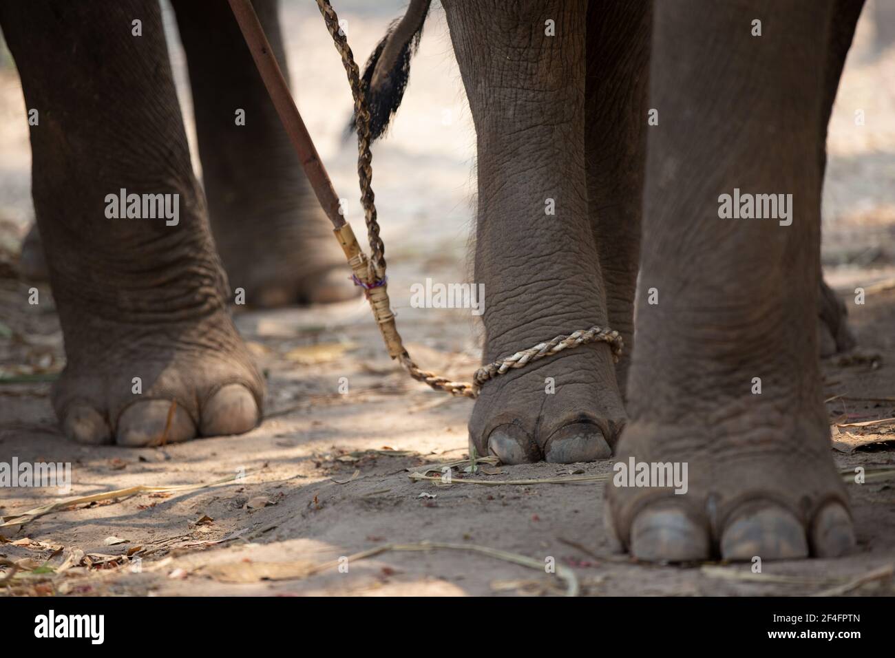 Elephants feet hi-res stock photography and images - Alamy