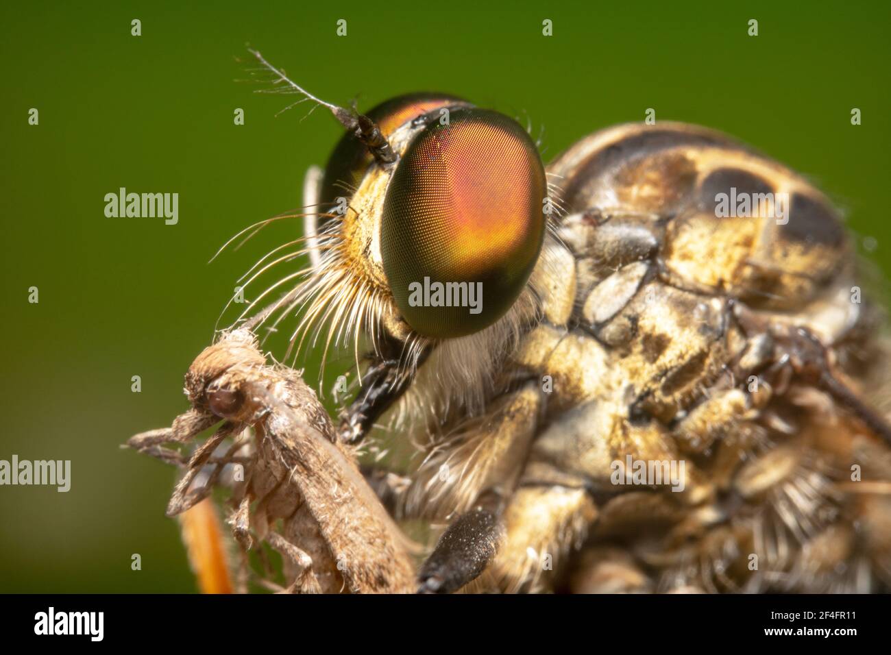 Black fly yellow wings hi-res stock photography and images - Alamy