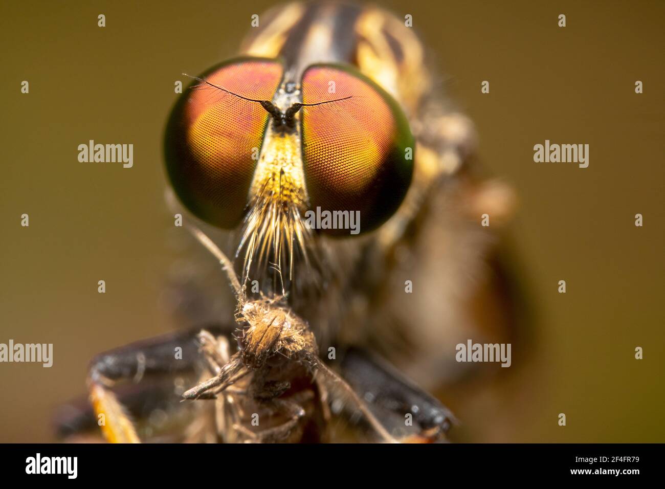 Big eyed bug hi-res stock photography and images - Alamy