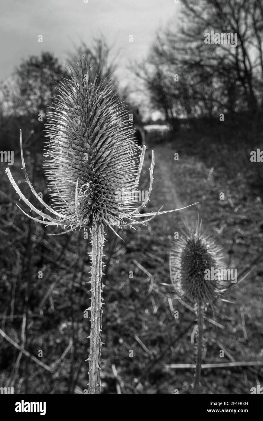 Spiny weed thorny hi-res stock photography and images - Alamy