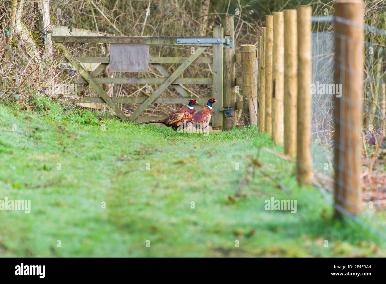 A brace of Male Pheasant (Phasianus colchicus) close to wooden gate ...
