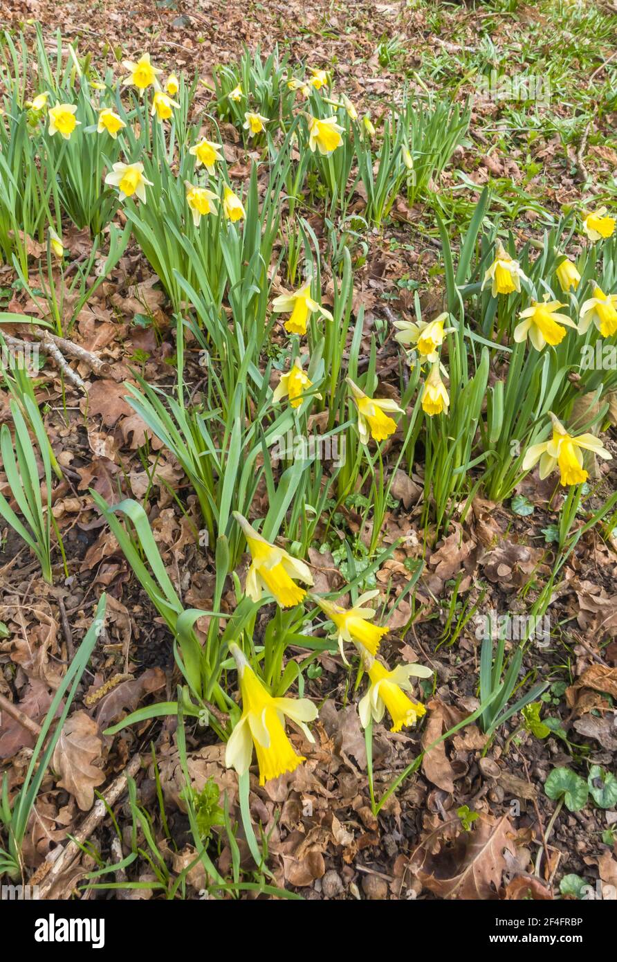 Wild Daffodil (Narcissus pseudonarcissus) also known as Lent Lily ...