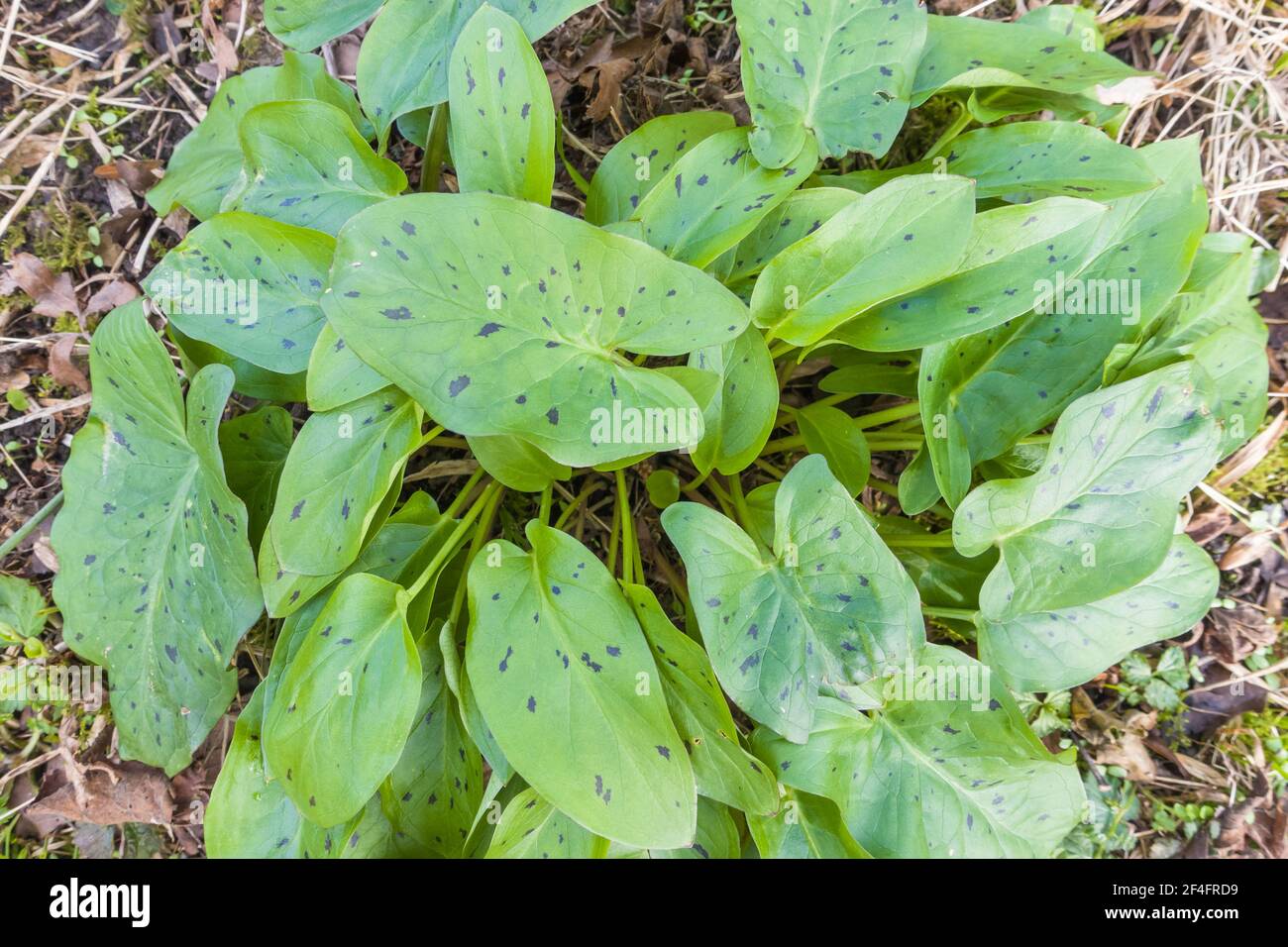 Lords and ladies flowers hi-res stock photography and images - Alamy