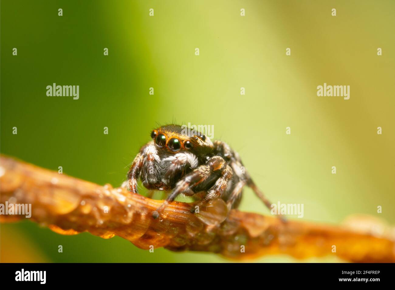 Bridge Spider High Resolution Stock Photography and Images - Alamy