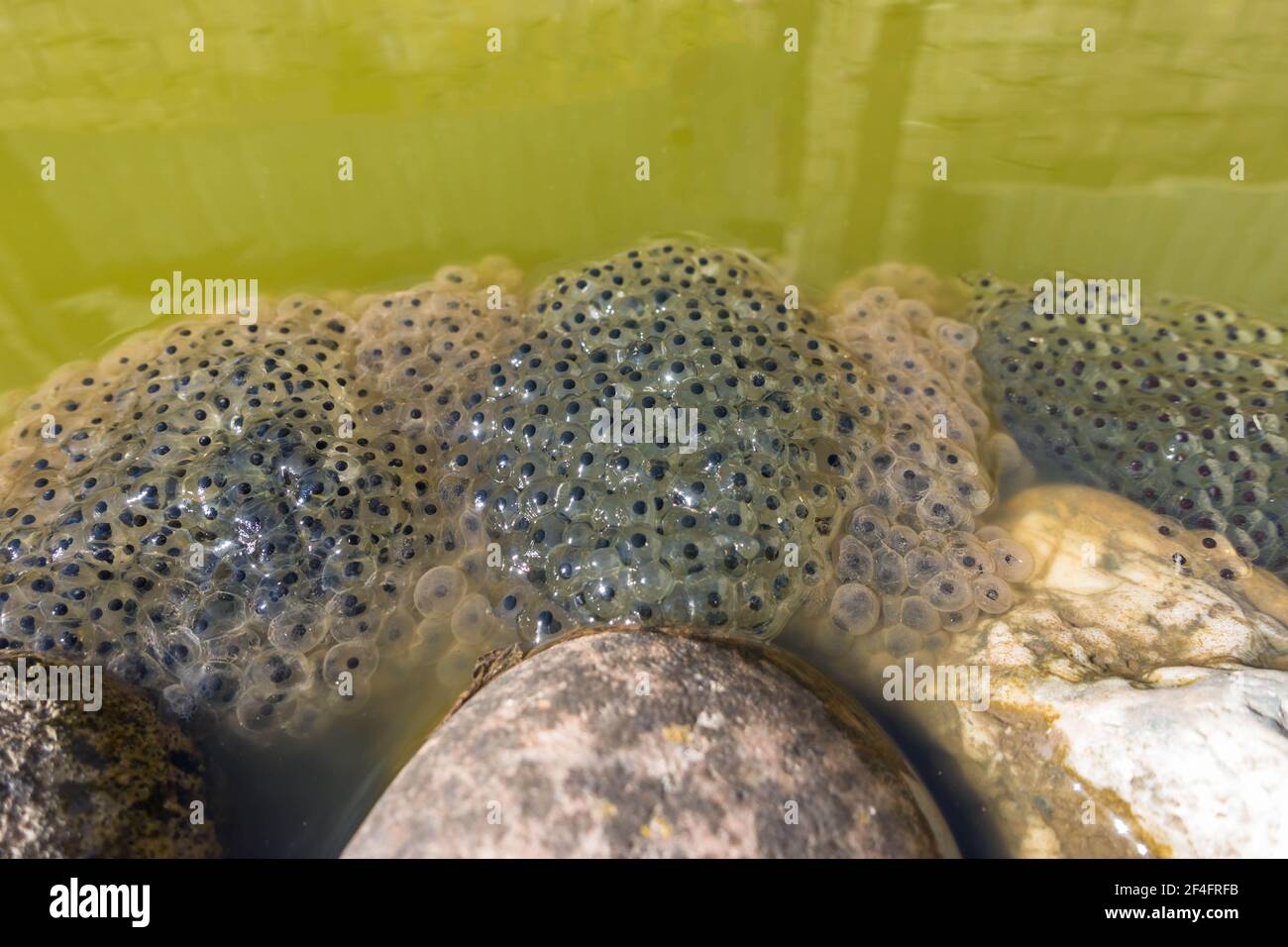 Common frog spawn at the edge of garden pond, Hereford UK. March 2021 Stock Photo - Alamy