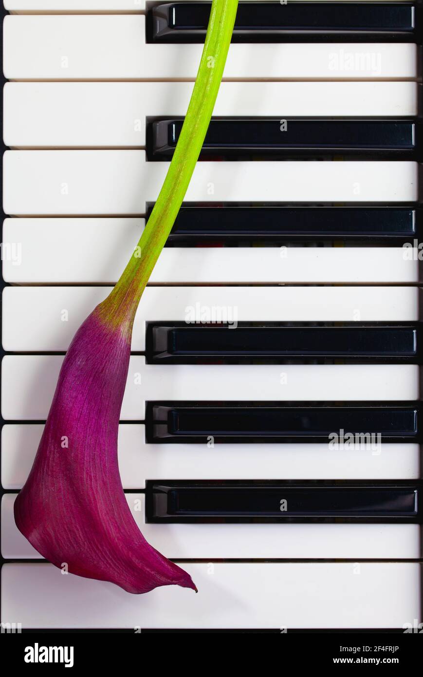 Dark violet calla on the piano keys. Flat Lay Images Stock Photo - Alamy