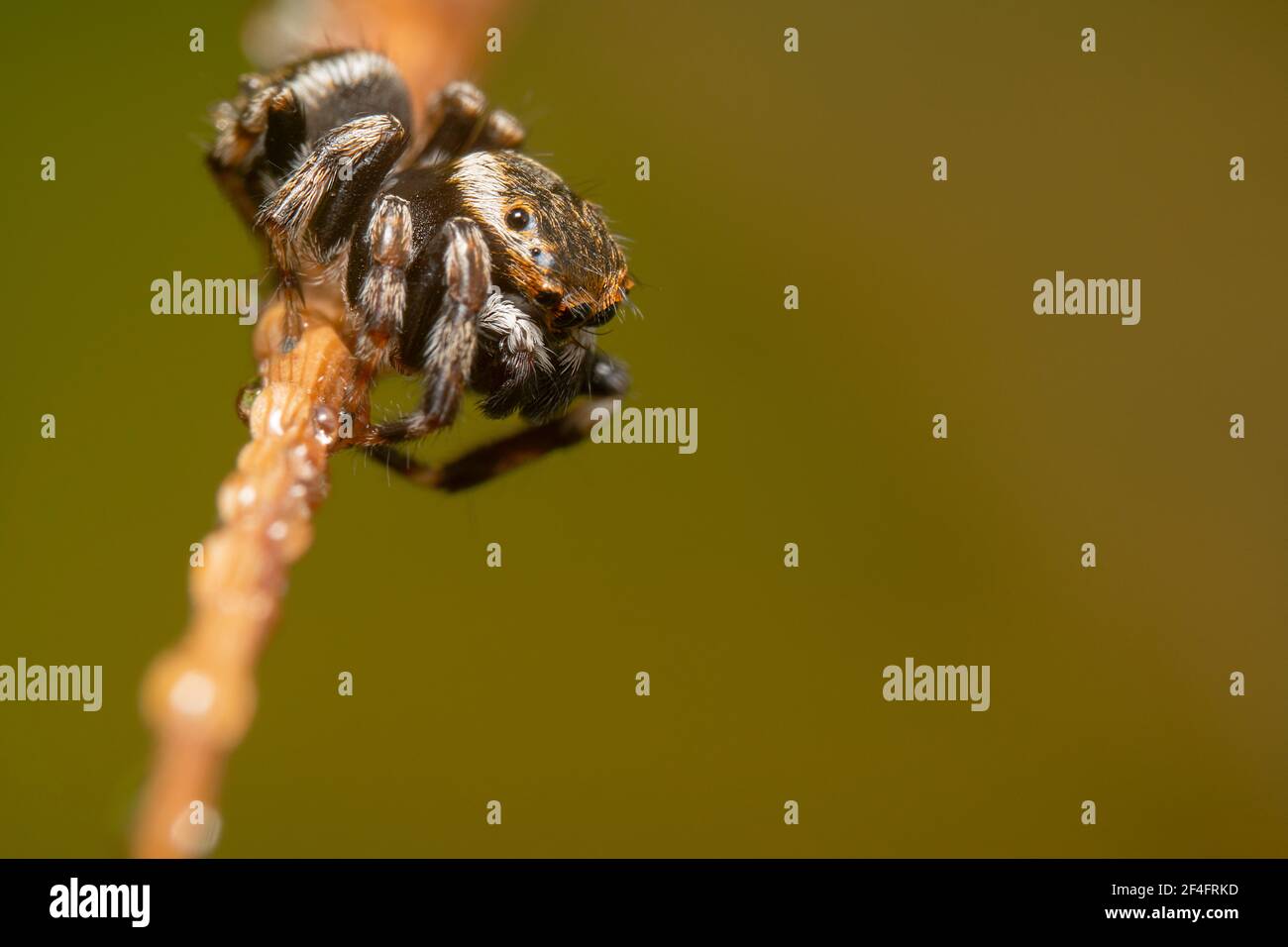 Dark and brown jumping spider curling up to jump off Stock Photo - Alamy