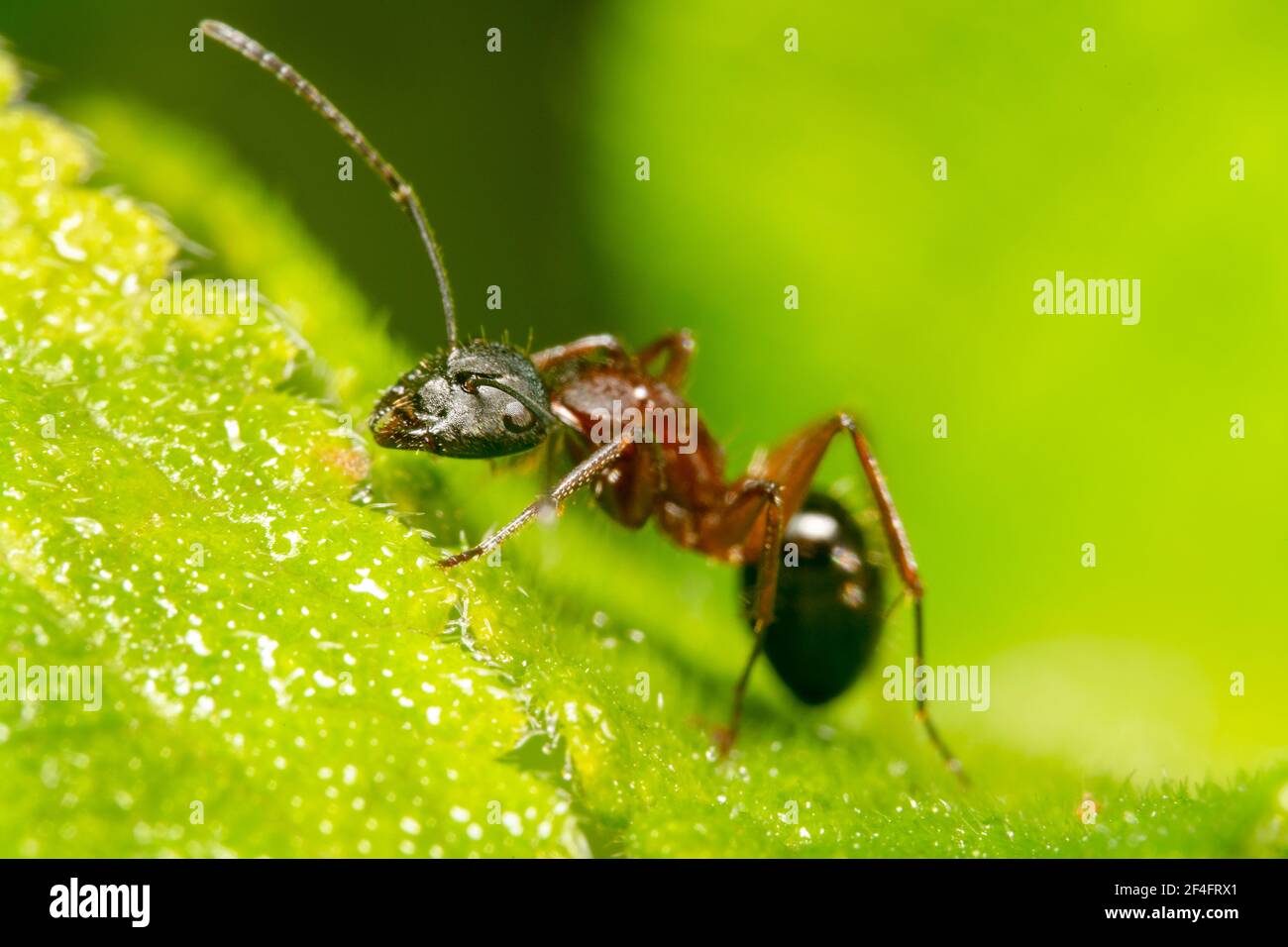 Sugar ants hi-res stock photography and images - Alamy