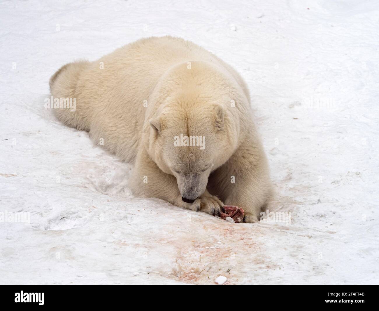 Full-length photo of a polar bear eating meat Stock Photo - Alamy