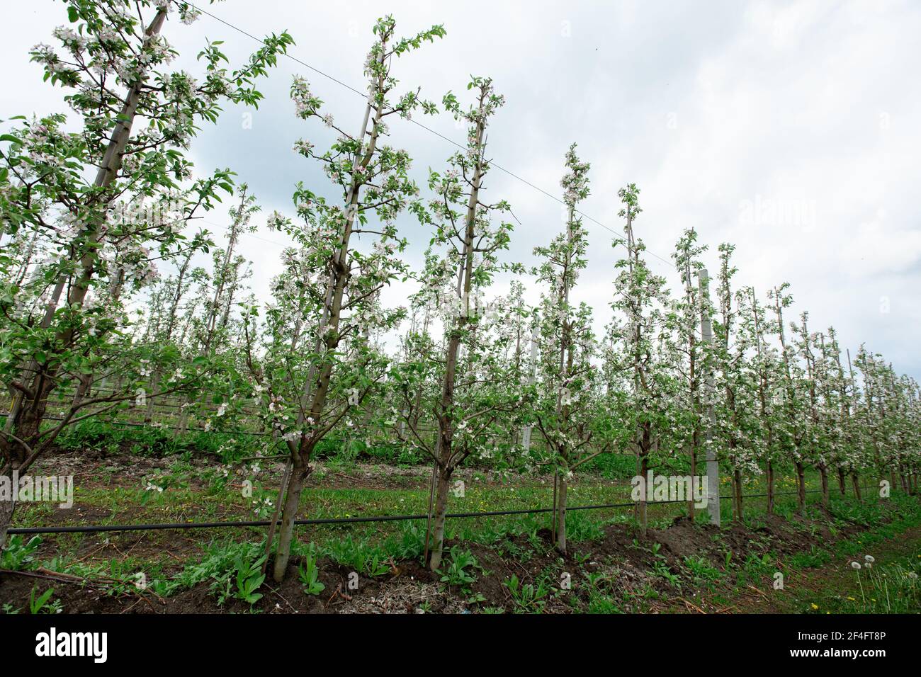 Fruit orchard in spring, field apple rows growing in may during blossom ...