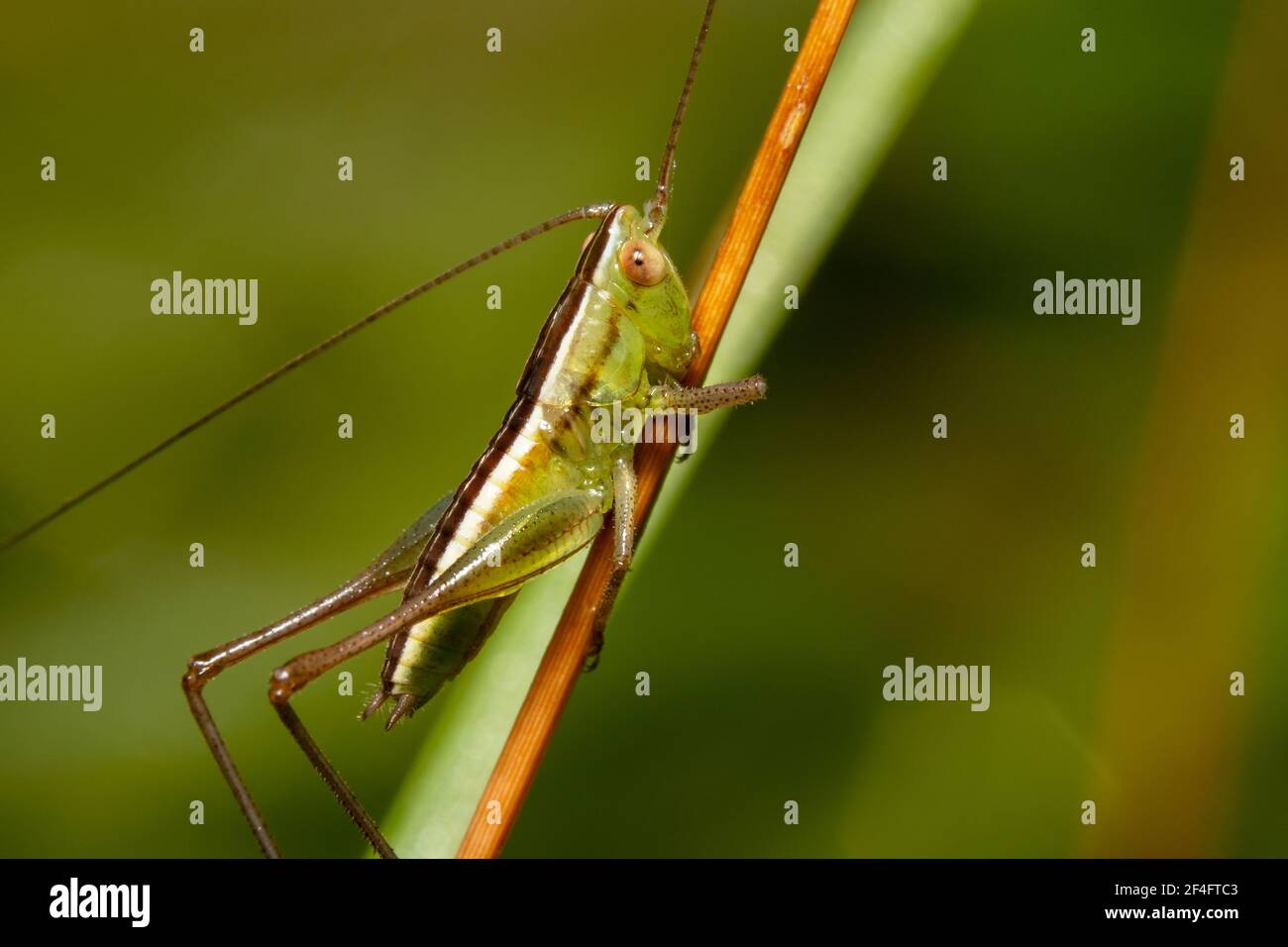 Green grasshopper with dark line on its back Stock Photo - Alamy