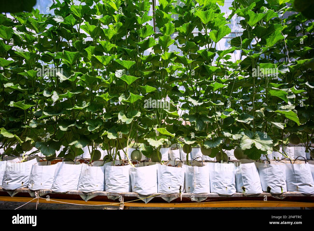 Melon tree hi-res stock photography and images - Alamy