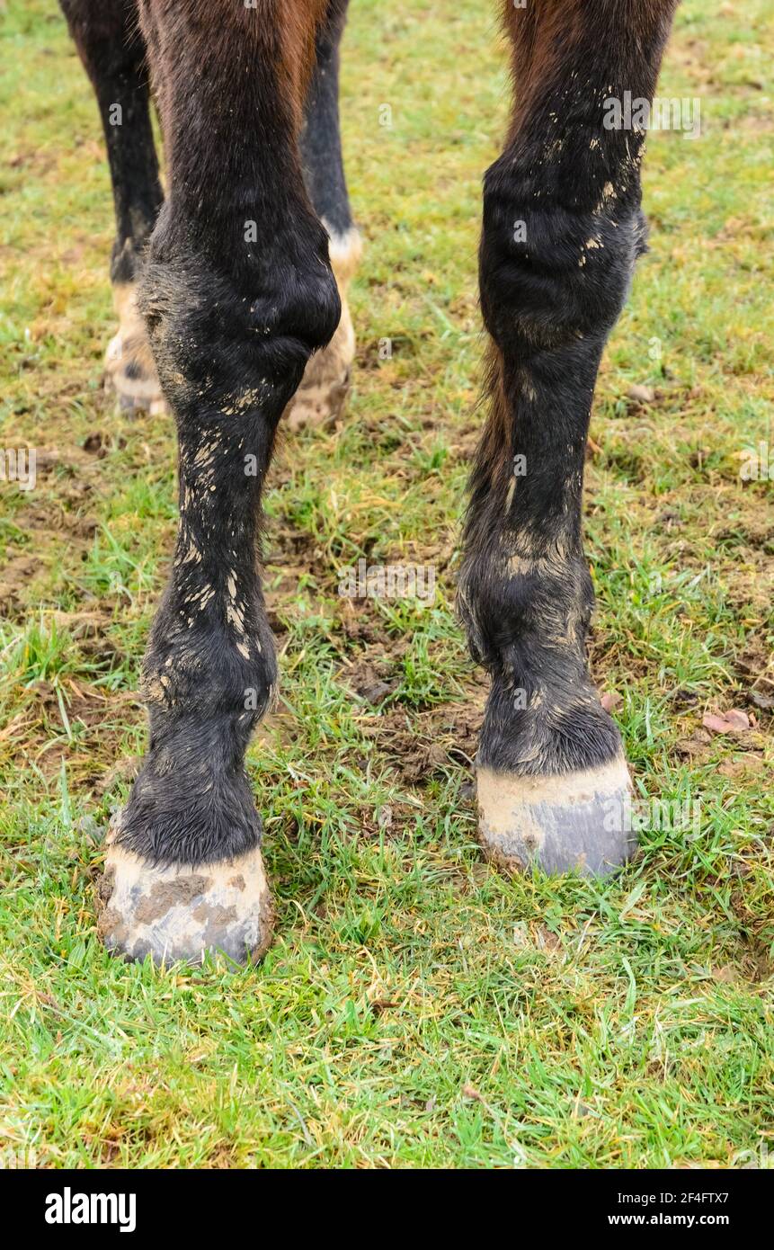 Leg anatomy hi-res stock photography and images - Alamy