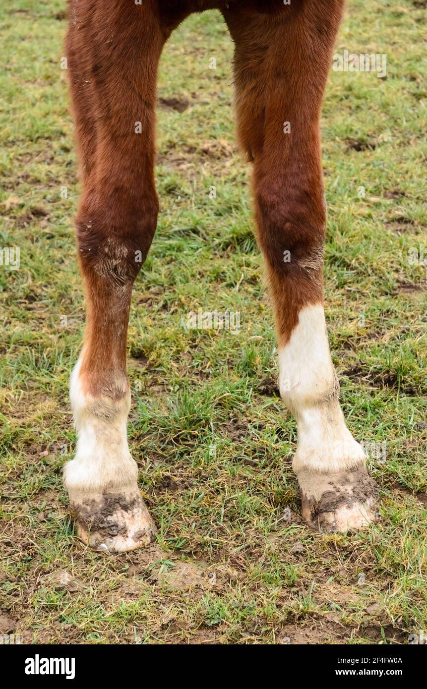 Leg anatomy hi-res stock photography and images - Alamy