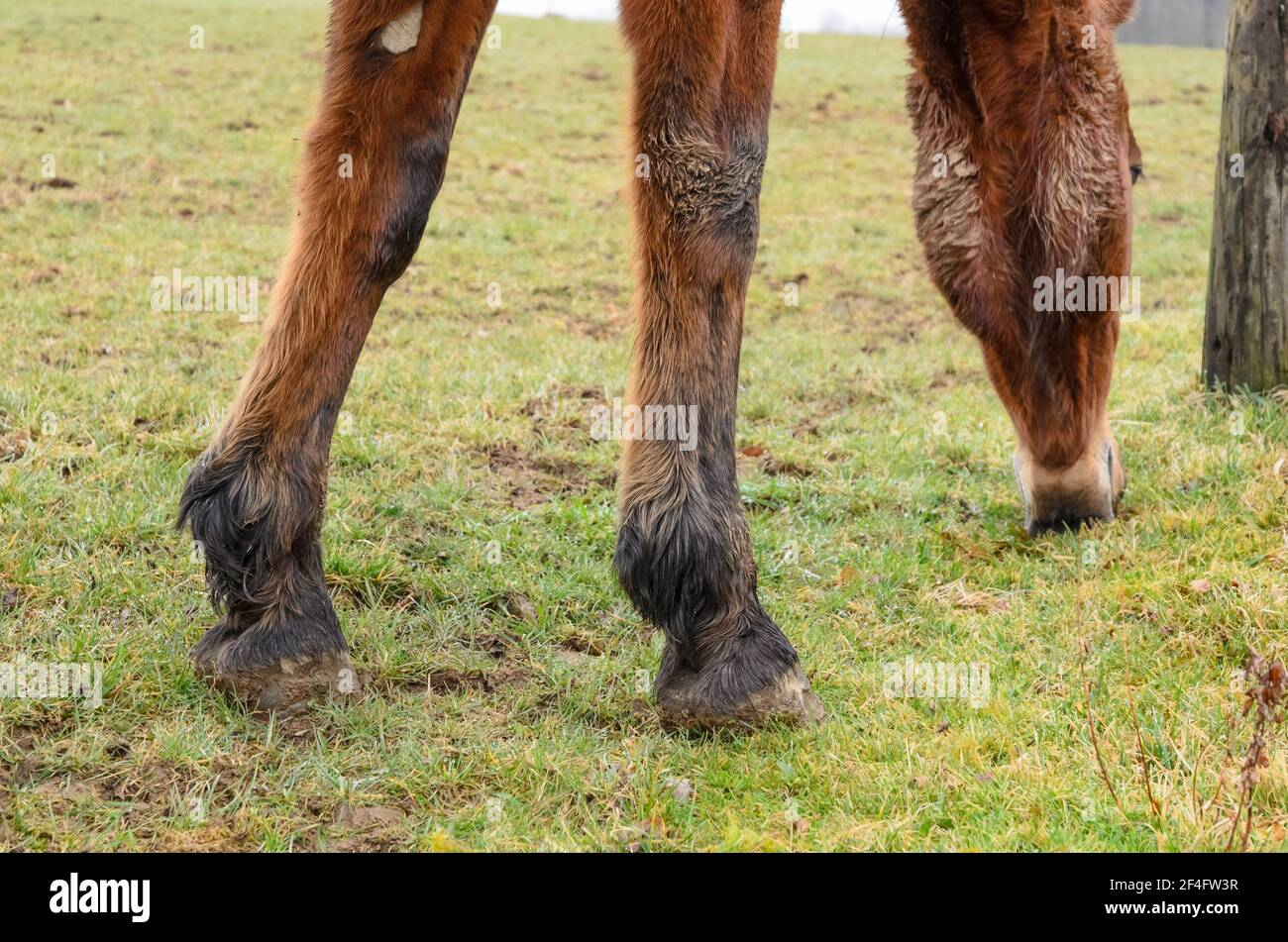 Leg anatomy hi-res stock photography and images - Alamy