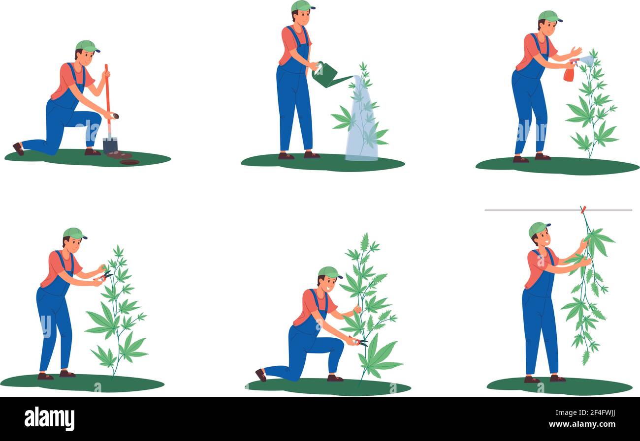 Stages of growing cannabis outdoor planting seeds, watering, processing ...