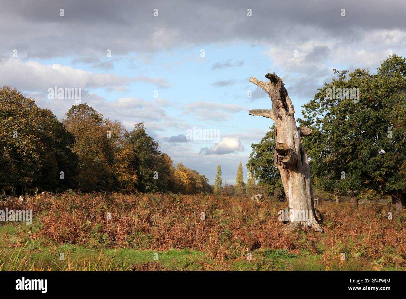 Dead tree in a park hi-res stock photography and images - Alamy