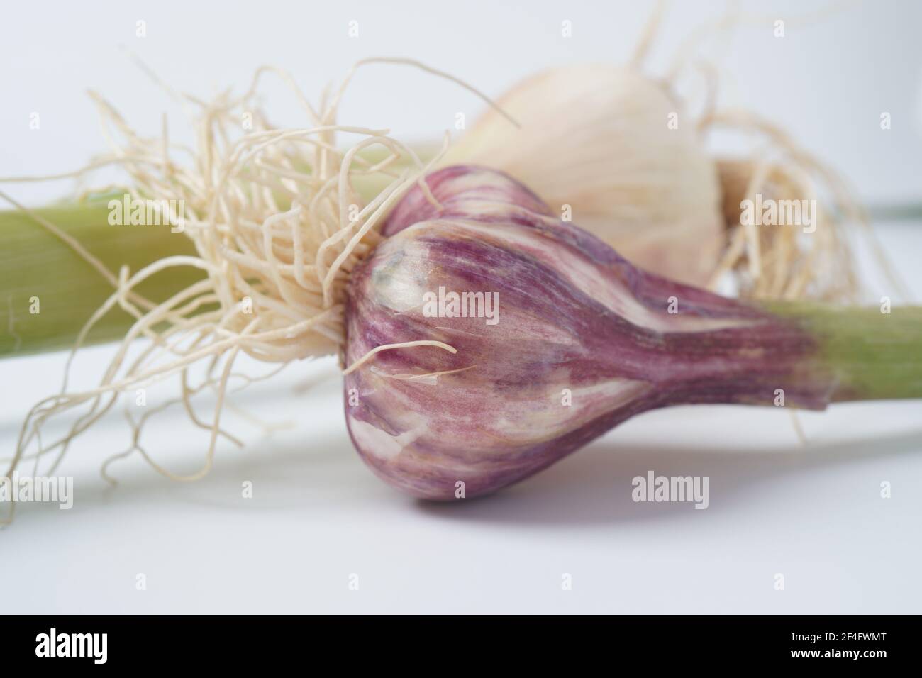 Fresh young garlic isolated on white background Stock Photo - Alamy