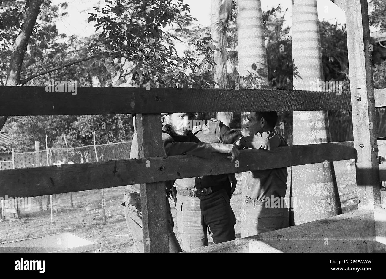 Fidel Castro showing Comandante Armando Acosta his cows, Havana (Cuba ...