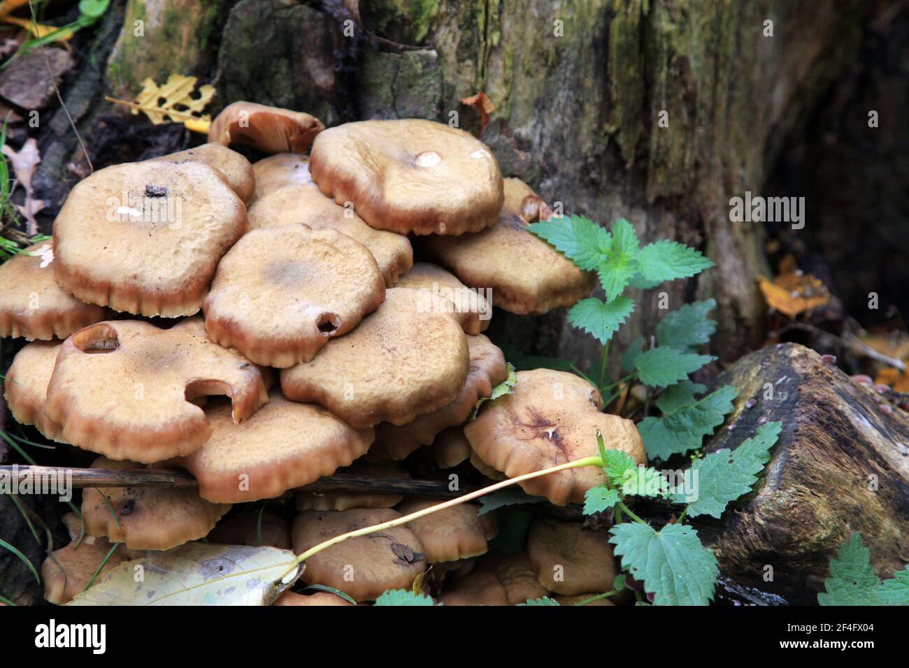 Seasonal funghi hi-res stock photography and images - Alamy