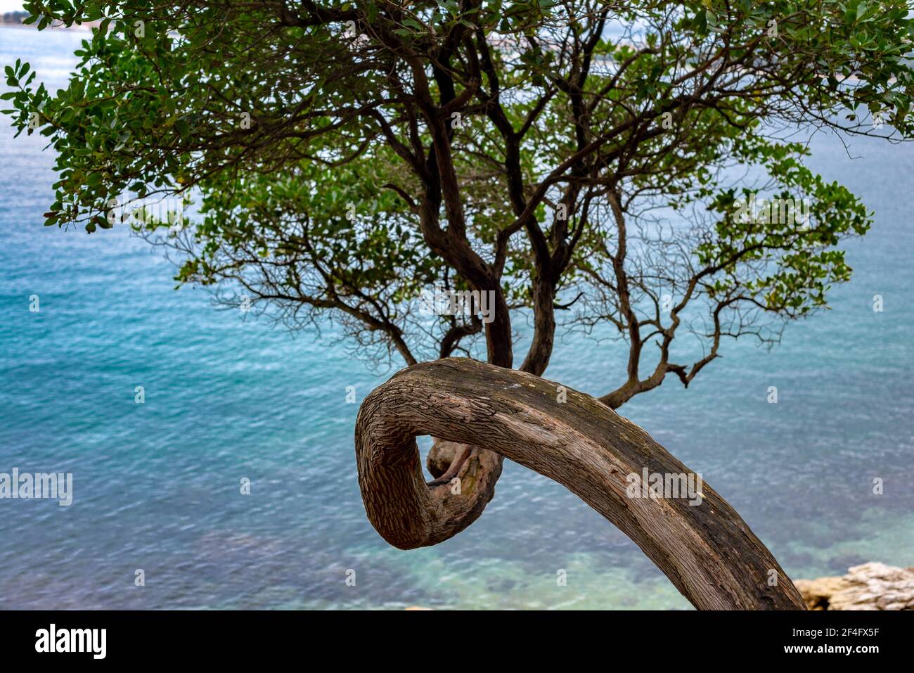 Curved tree with branches, canopy and green leaves with peaceful sea in ...