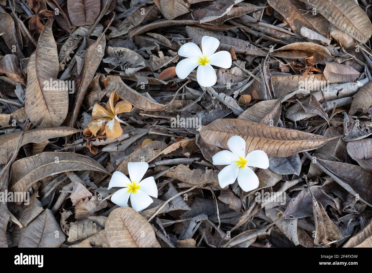 Flowers falling on ground hi-res stock photography and images - Alamy