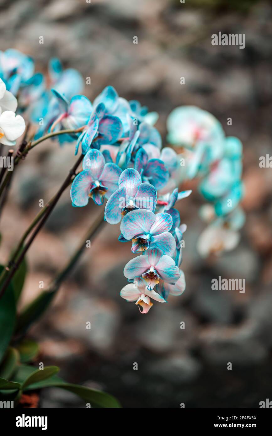 Tropical plants in the arboretum. Leaves and wild blue Orchid flowers ...