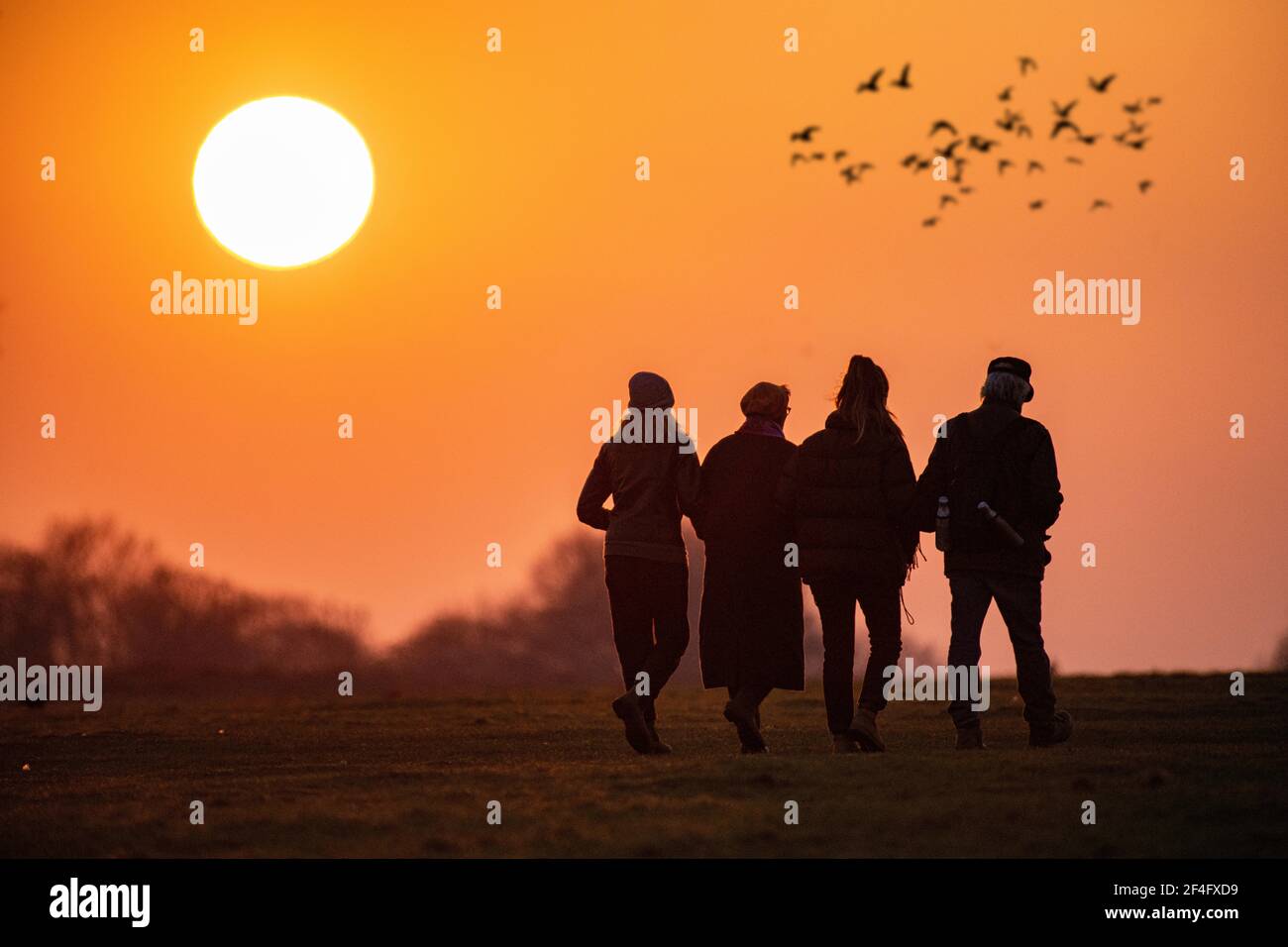 Four friends link arms and walk under a setting son in a London Park ...