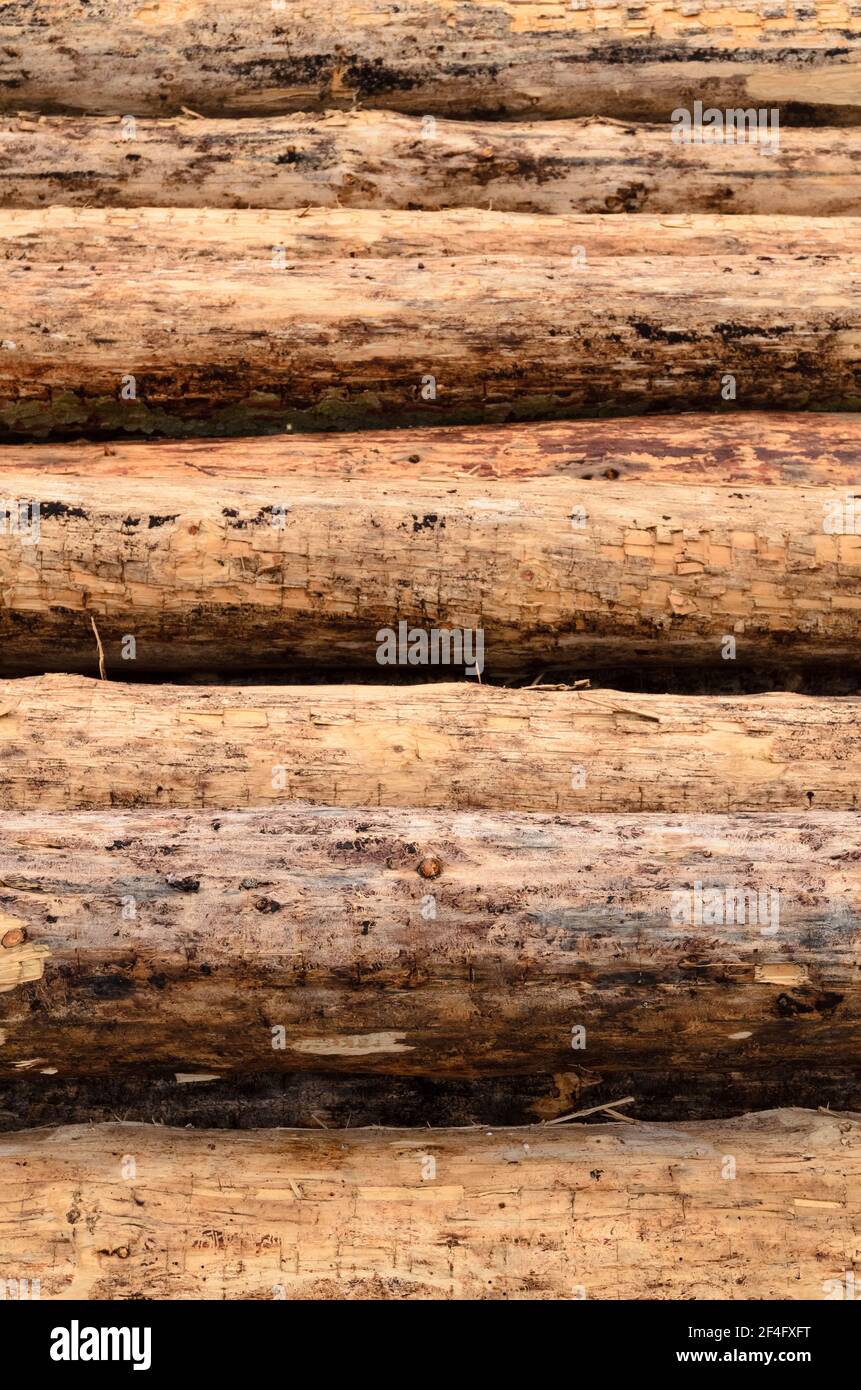 Wooden Log Side View