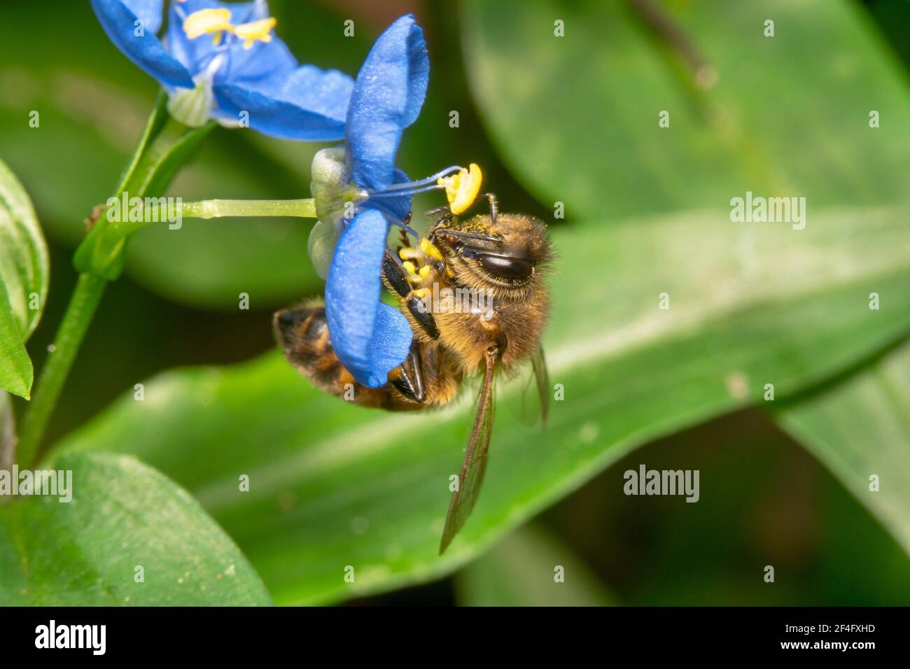 Curved honey bee drinking nectar upside down Stock Photo - Alamy
