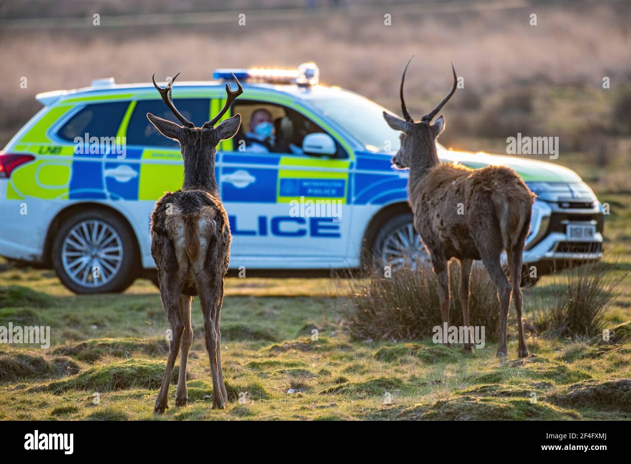 A poice car patrols Richmond Park, protecting the deer and warning the ...