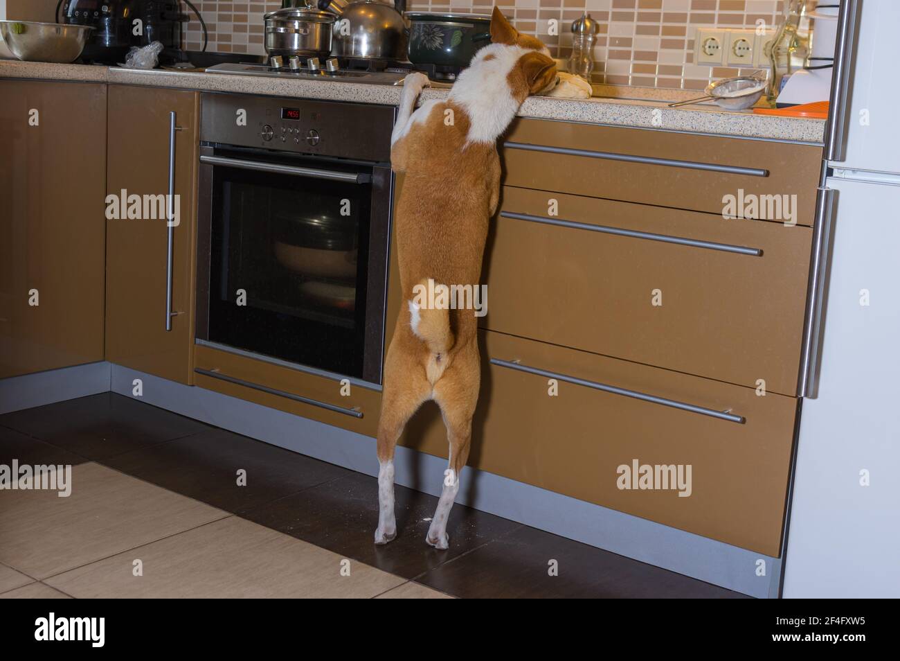 Insolent basenji dog tyring to steal pizza dough on a kitchen bar while ...