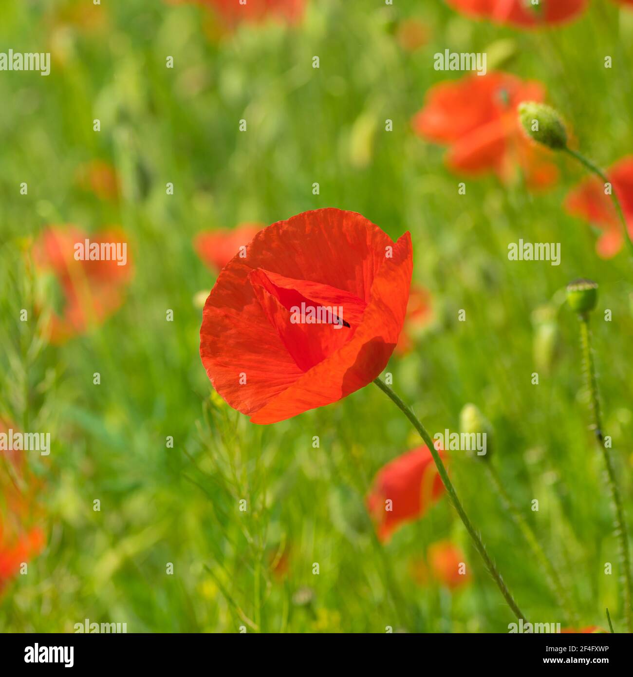 Poppy field portrait hi-res stock photography and images - Alamy