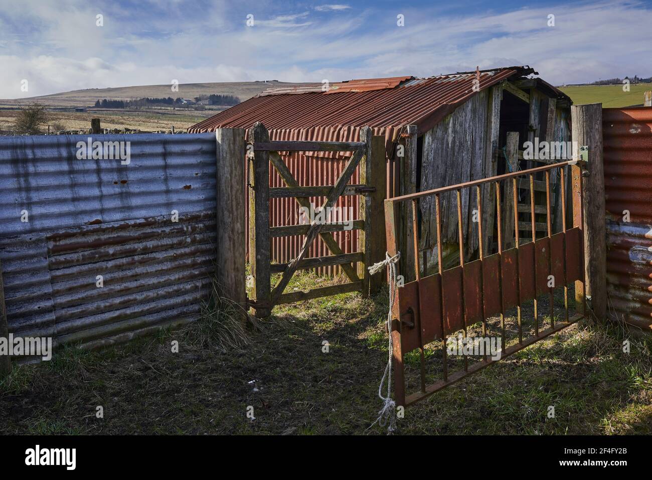 March sunlight highlights the moorland corrugated iron sheep fold in ...