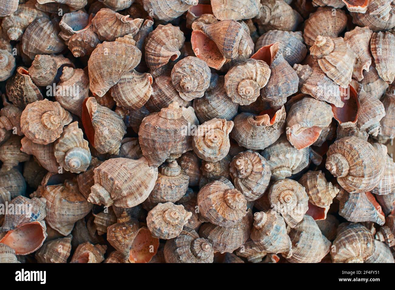 Golden ratio in nature hi-res stock photography and images - Alamy