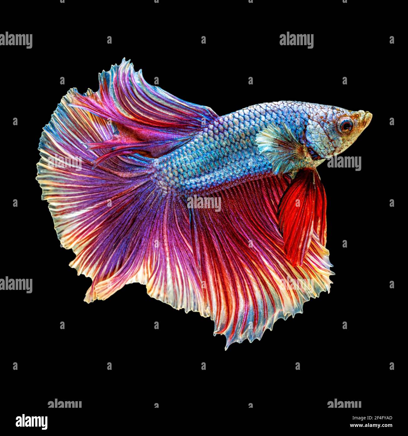 Movement beautiful of colorful siamese betta fish or half moon betta ...