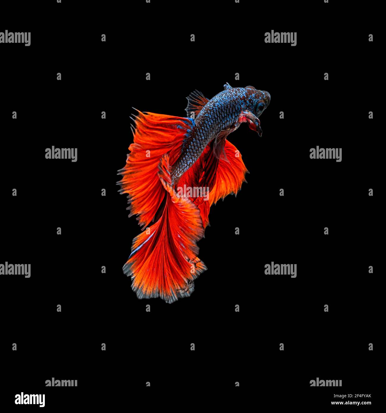 Movement beautiful of colorful siamese betta fish or half moon betta ...