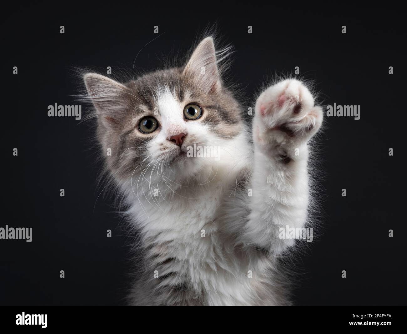 Cat saying hello hi-res stock photography and images - Alamy