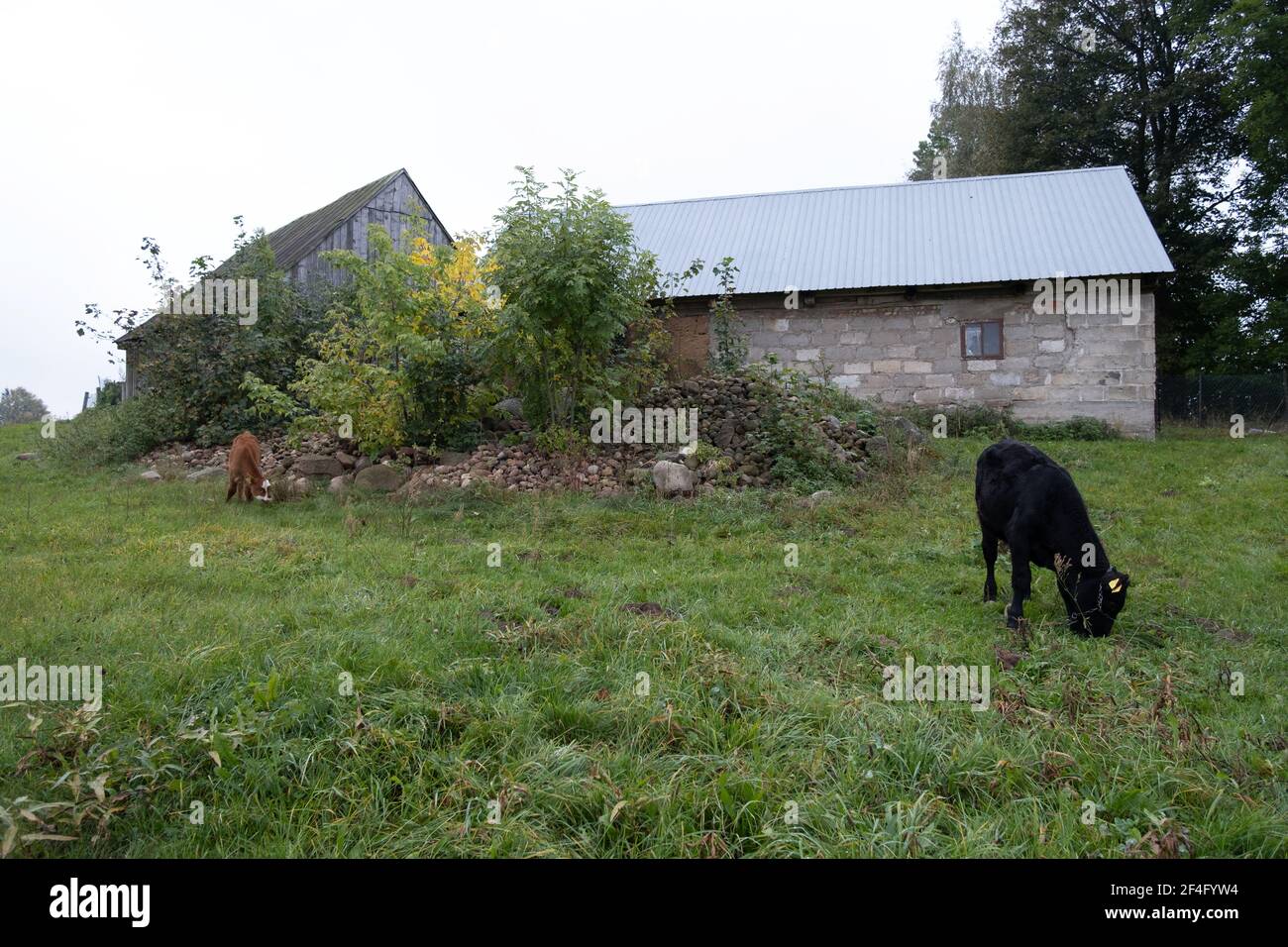 Poland, Podlasie- 11 October 2020: cow in the Podlasie landscape Stock ...