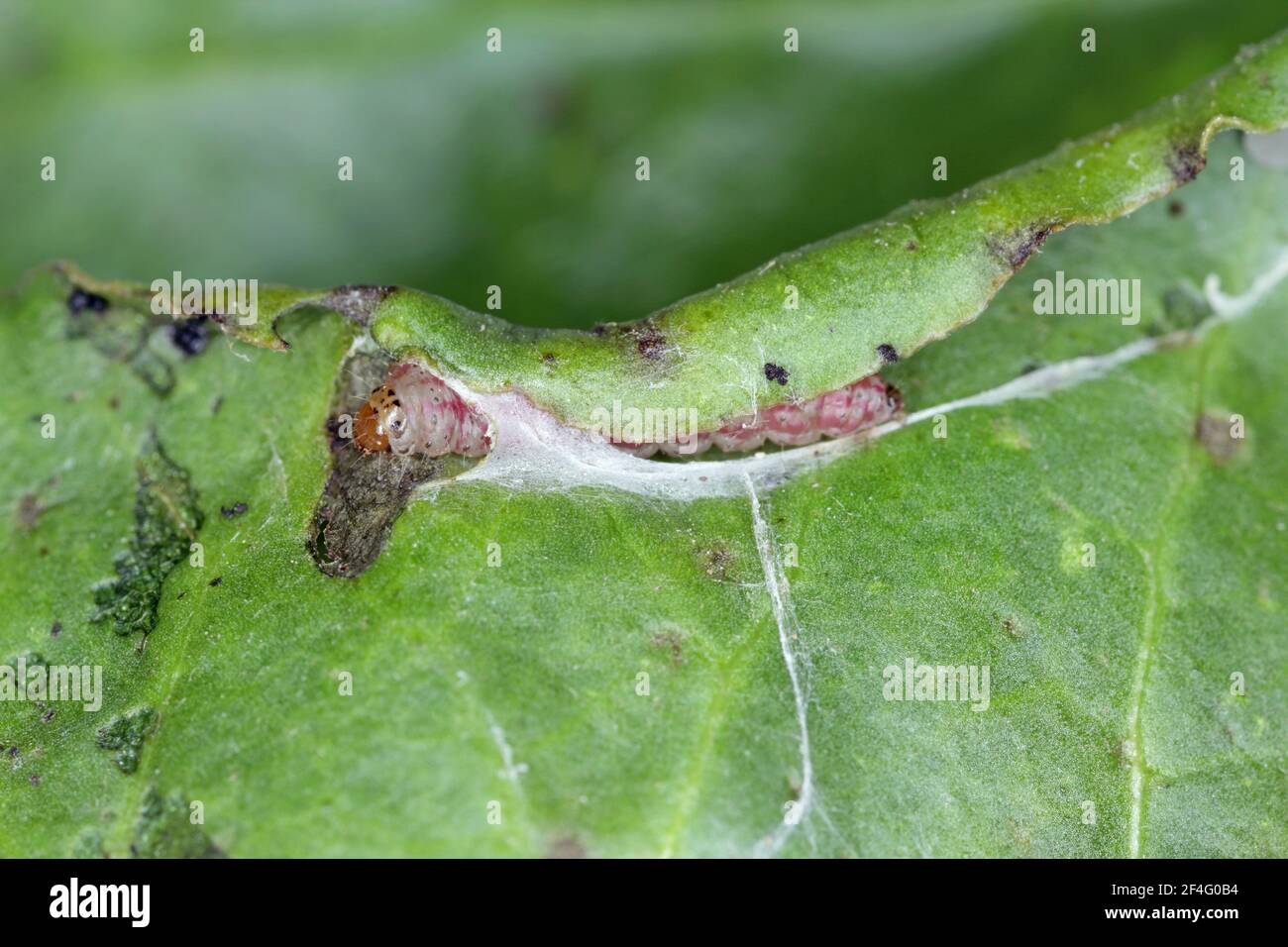 Caterpillar of the beet moth Scrobipalpa ocellatella, is a moth in the ...