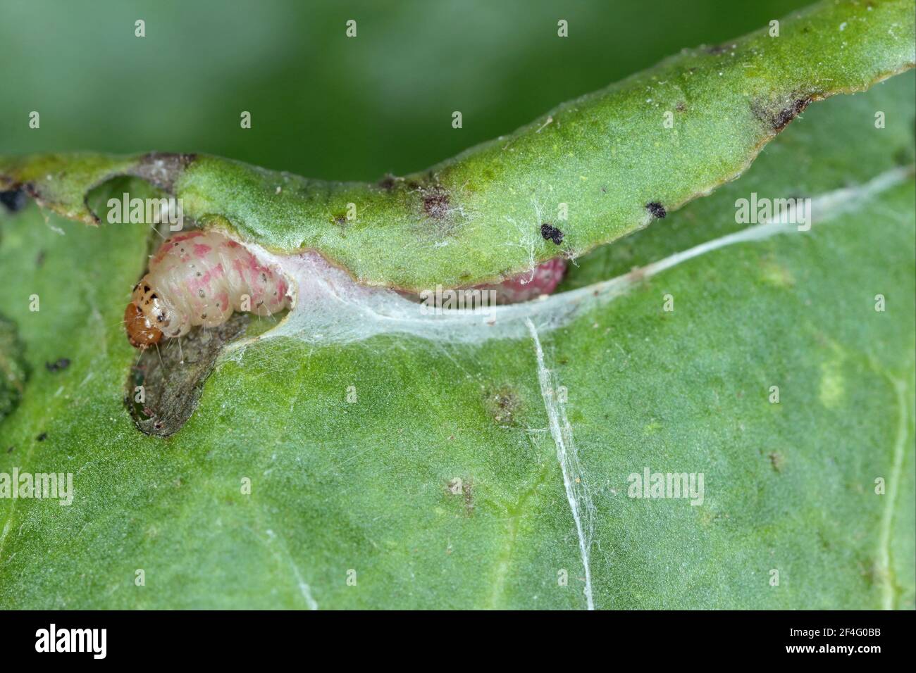 Caterpillar of the beet moth Scrobipalpa ocellatella, is a moth in the ...