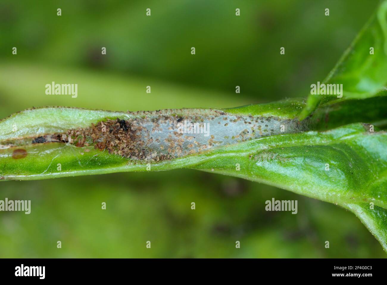 Damaged plants of sugar beet by caterpillars of the beet moth ...