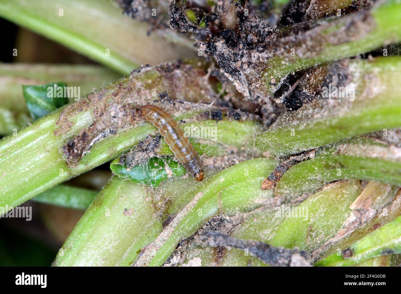 Damaged plants of sugar beet by caterpillars of the beet moth ...
