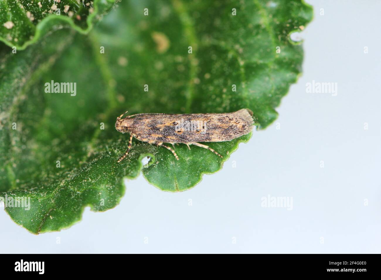 Moth of the beet moth Scrobipalpa ocellatella, is a species in the ...