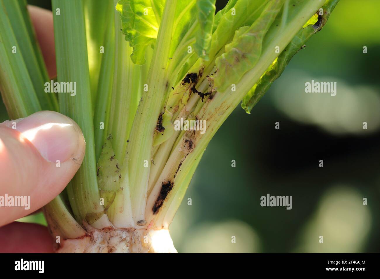 Damaged plants of sugar beet by caterpillars of the beet moth ...