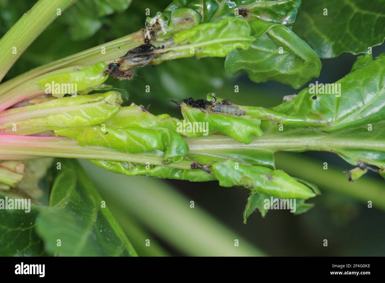 Damaged plants of sugar beet by caterpillars of the beet moth ...