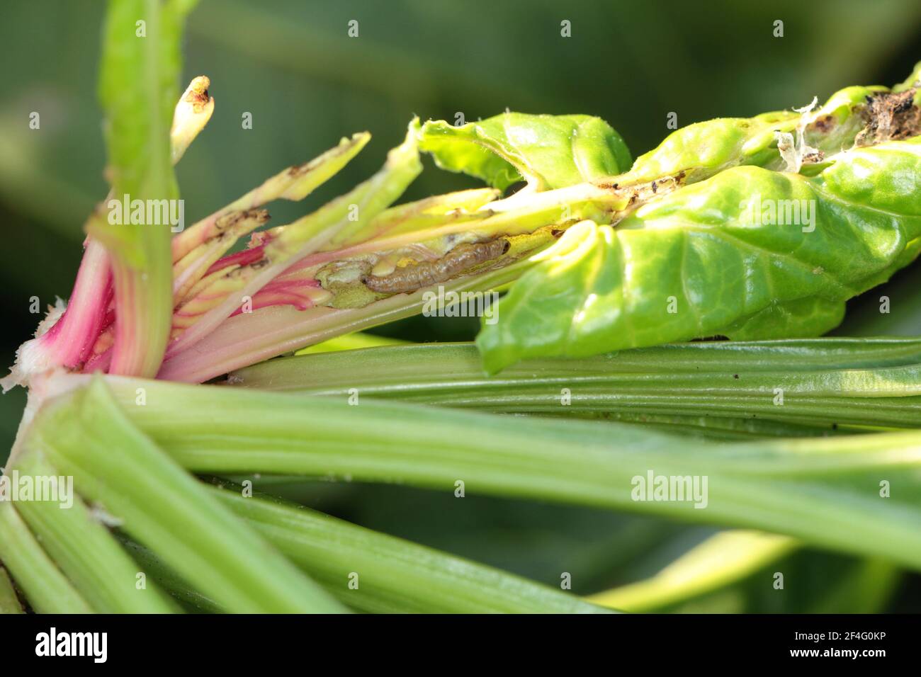 Damaged plants of sugar beet by caterpillars of the beet moth ...