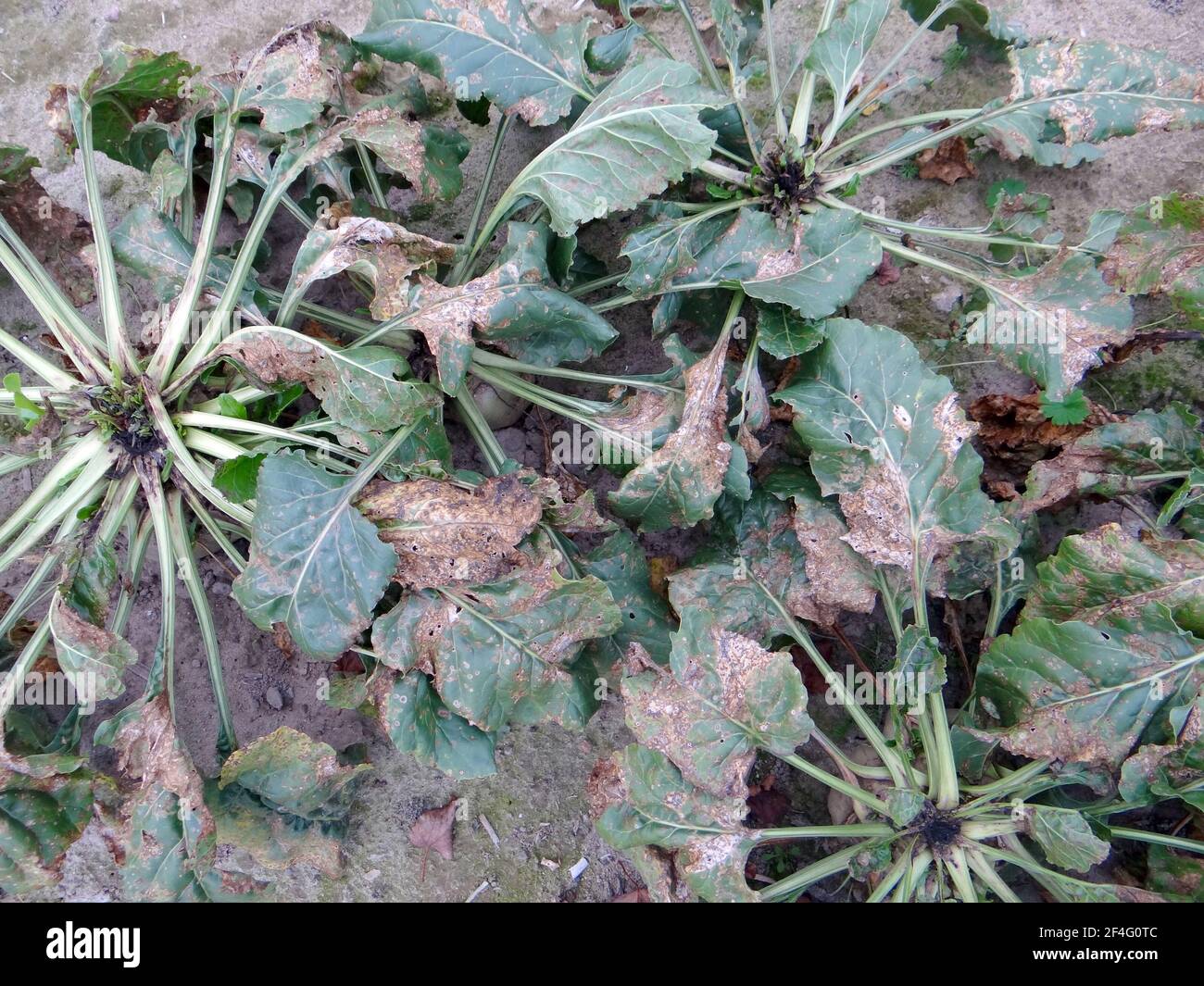Damaged plants of sugar beet by caterpillars of the beet moth ...